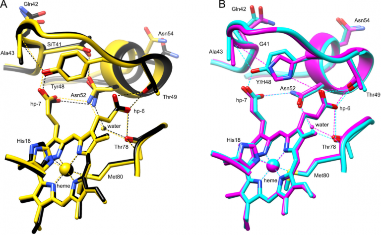 Cytochrome c variants – Fellner Research Group