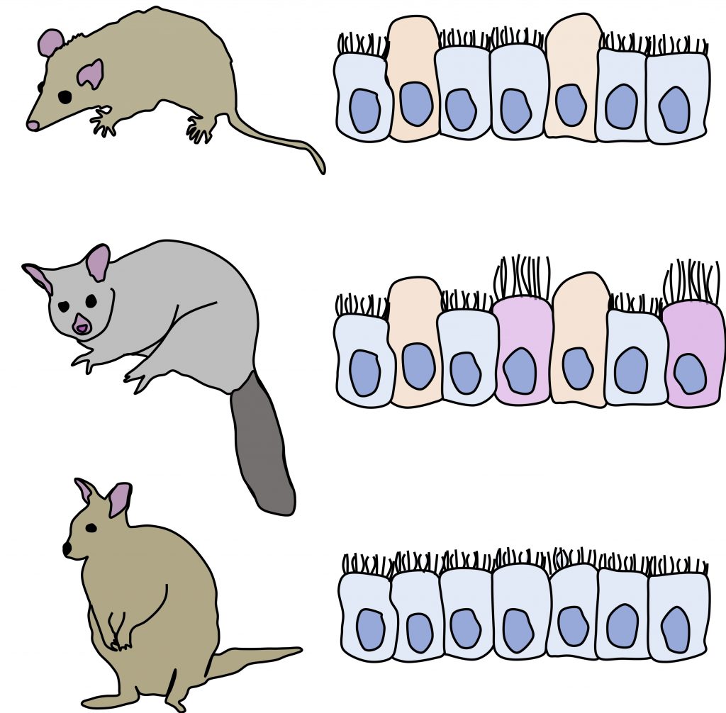 Possums, and Pregnancy in a Pouch – Melanie Laird investigates a ...